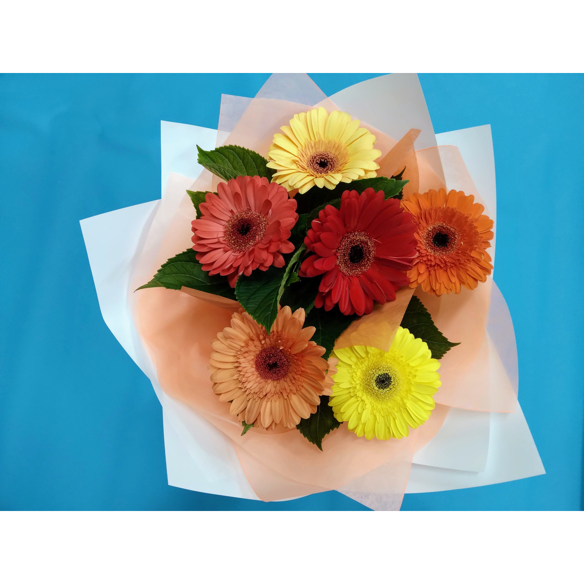 Gerbera - Bright and Bold - Kamo Village Florist