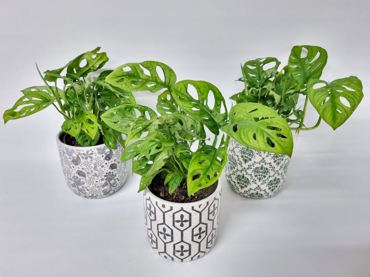 MONKEY MASK PLANT - Kamo Village Florist