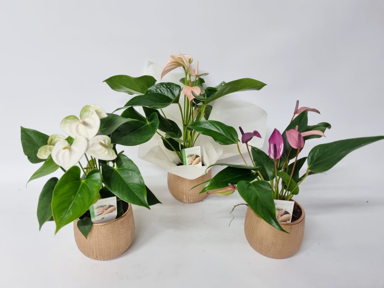 Mini Anthurium Plant Purple - Kamo Village Florist
